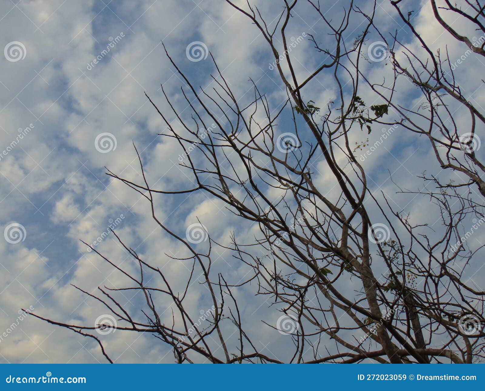 Sky Clouds and Tree White Cloud Stock Image - Image of white, clouds ...