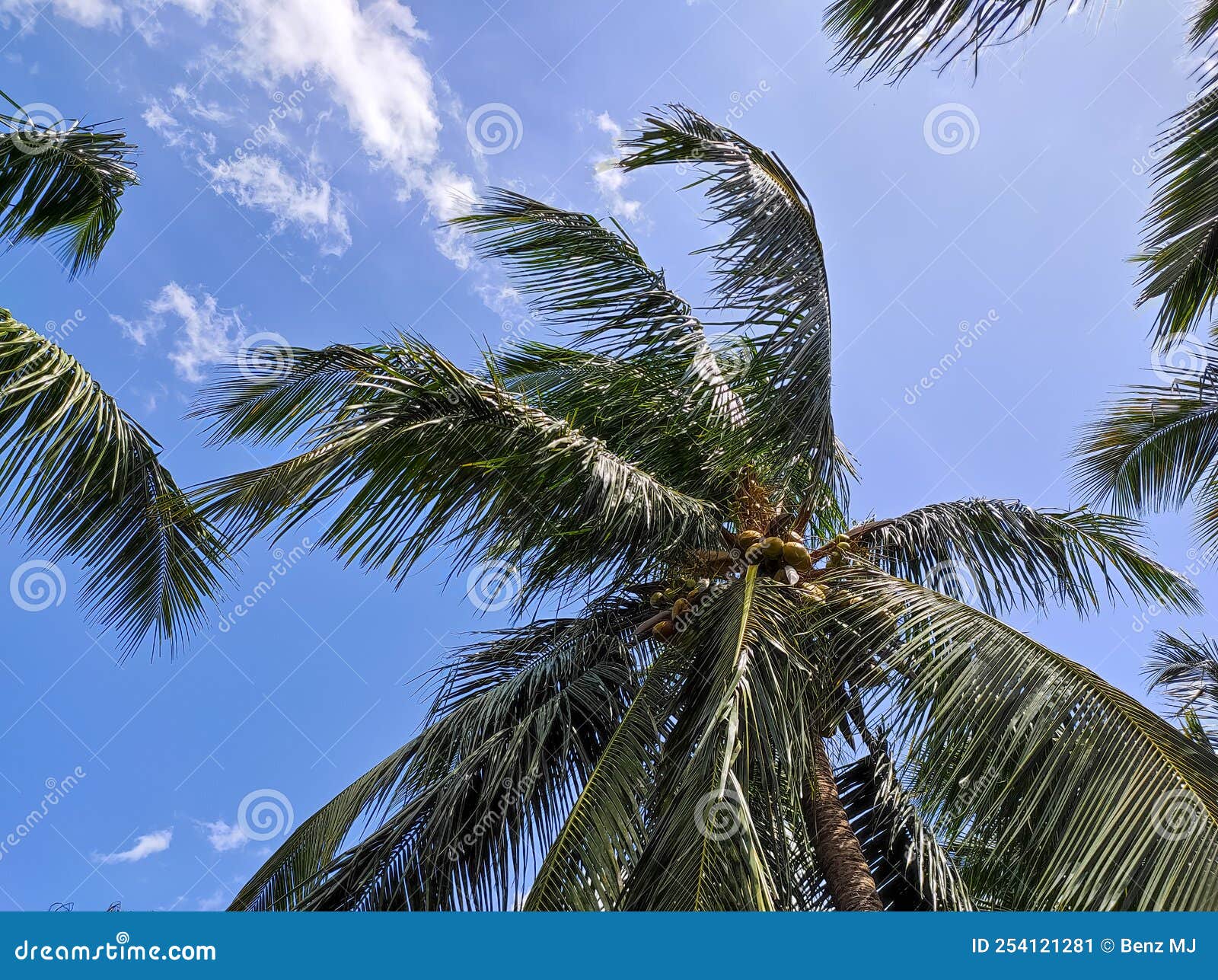 Sky with Coconut Tree and Clouds Stock Image - Image of palm, blue ...