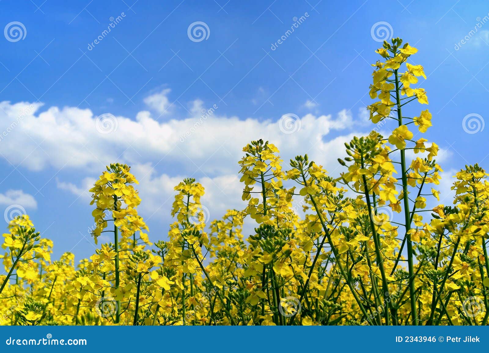 Sky and colza stock photo. Image of background, plain - 2343946