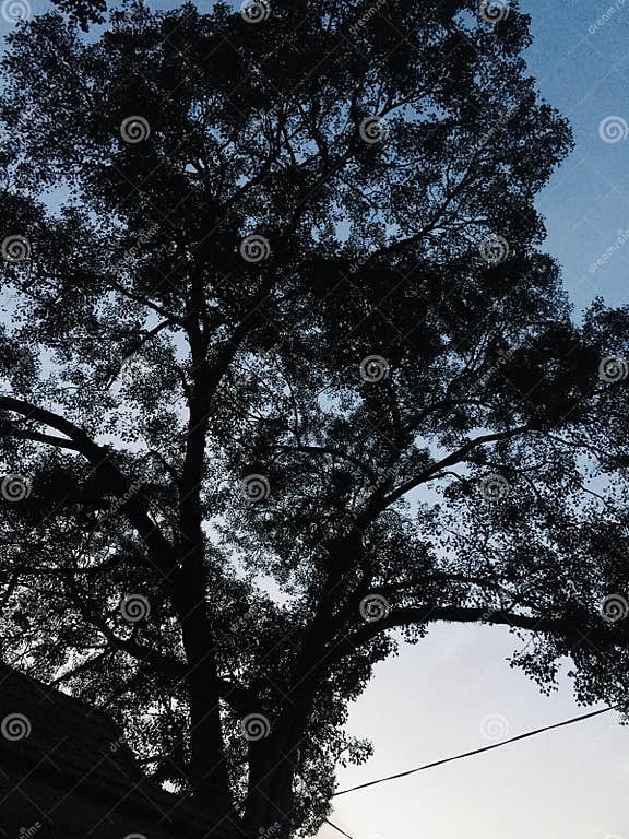 The Sky is Covered by the Bo Tree Evening Sky Stock Image - Image of ...