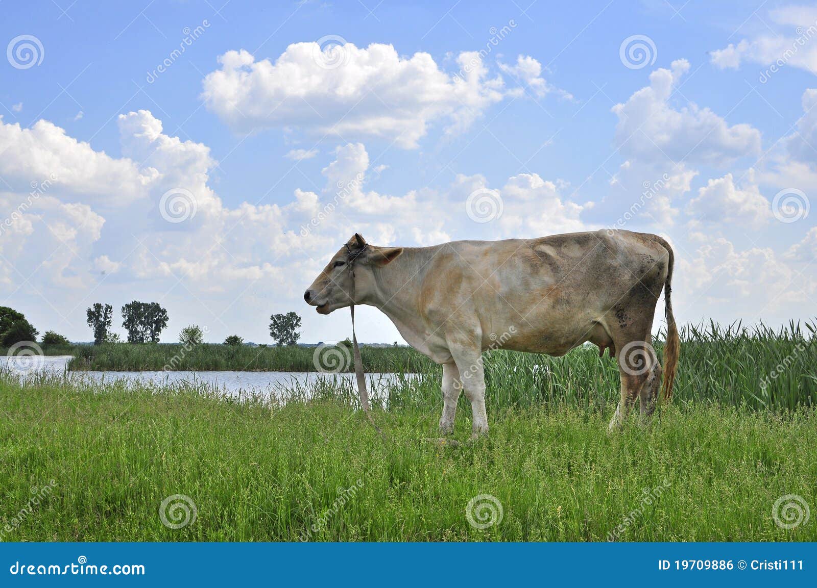 Sky cow stock photo. Image of calf, color, farmer, ears - 19709886