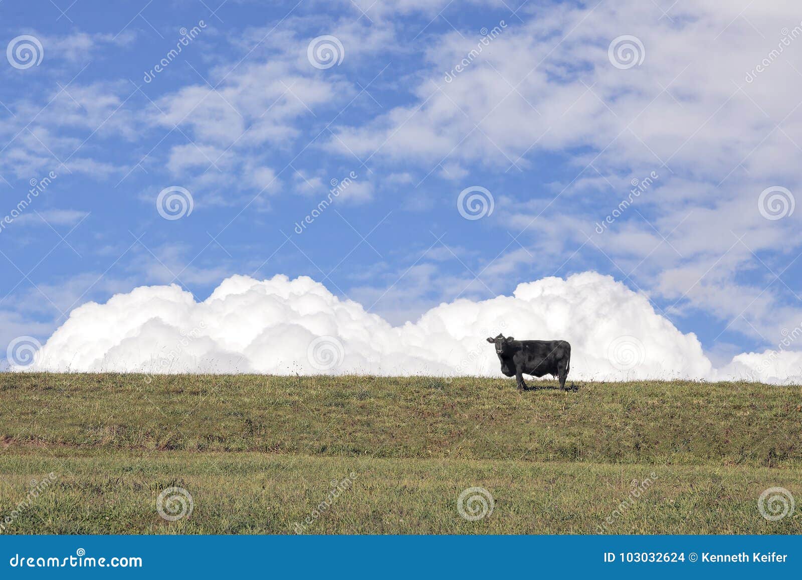 Sky Cow stock photo. Image of ridge, blue, white, dairy - 103032624