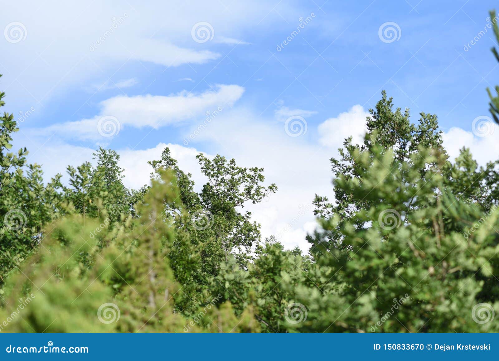 Tree Line with Sky. stock photo. Image of lawn, cumulus - 150833670