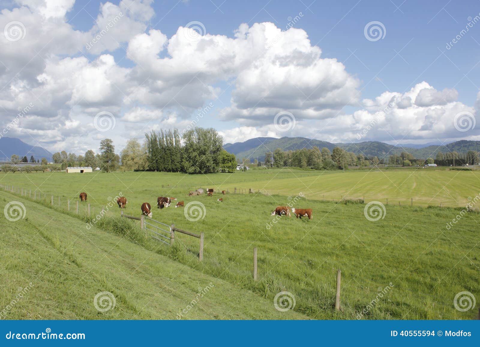 Sky and Dairy Farm stock photo. Image of country, farm - 40555594