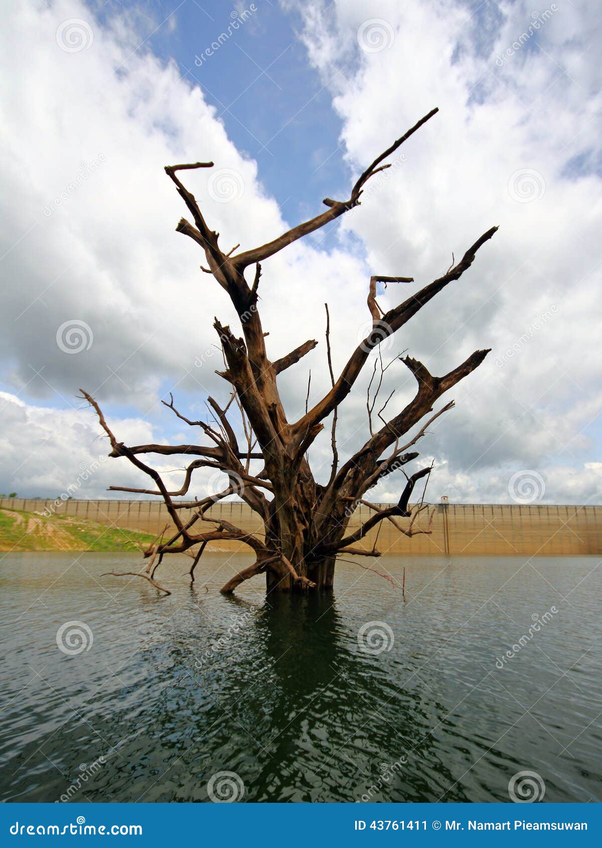 Sky dam tree stock image. Image of ravine, landscape - 43761411