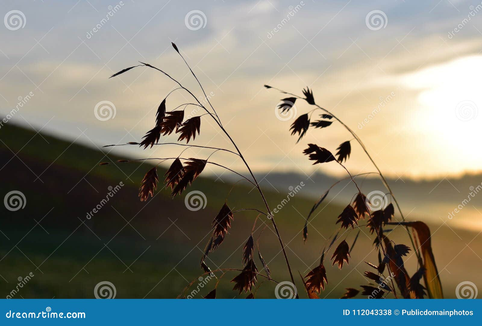 Sky, Ecosystem, Atmosphere Of Earth, Insect Picture. Image: 112043338