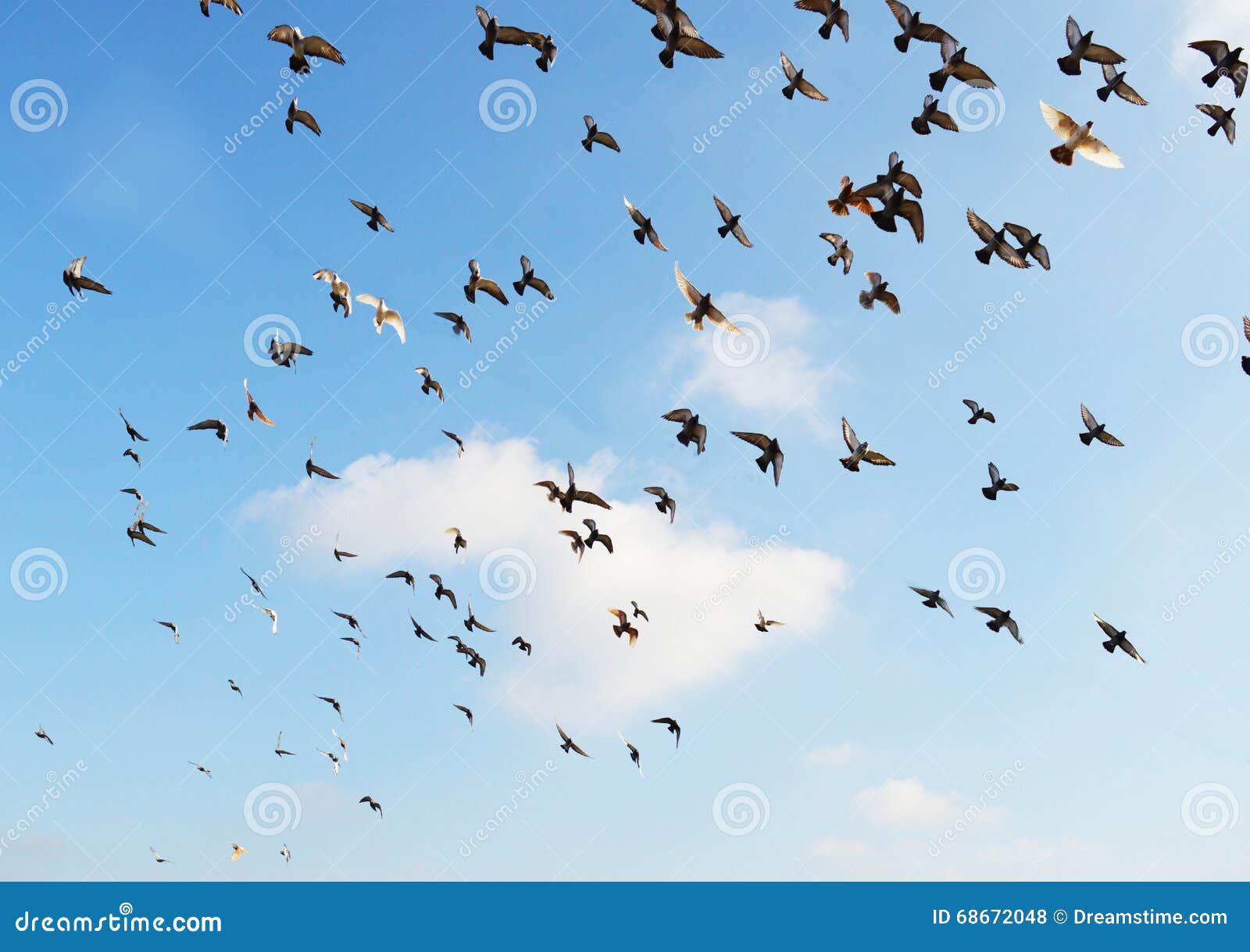 Sky stock photo. Image of blue, birds, flock, abstract - 68672048