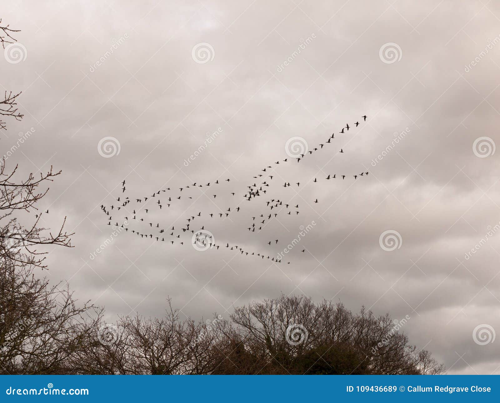 Sky Flock of Birds Cloudy Moody Overcast Weather Migration Stock Image ... Sky Flock of Birds Cloudy Moody Overcast Weather Migration Stock Image ...