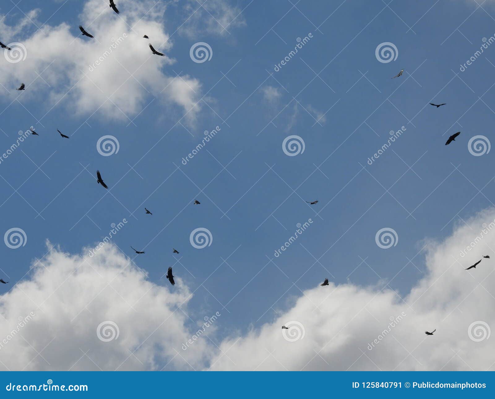 Sky, Flock, Cloud, Bird Migration Picture. Image: 125840791