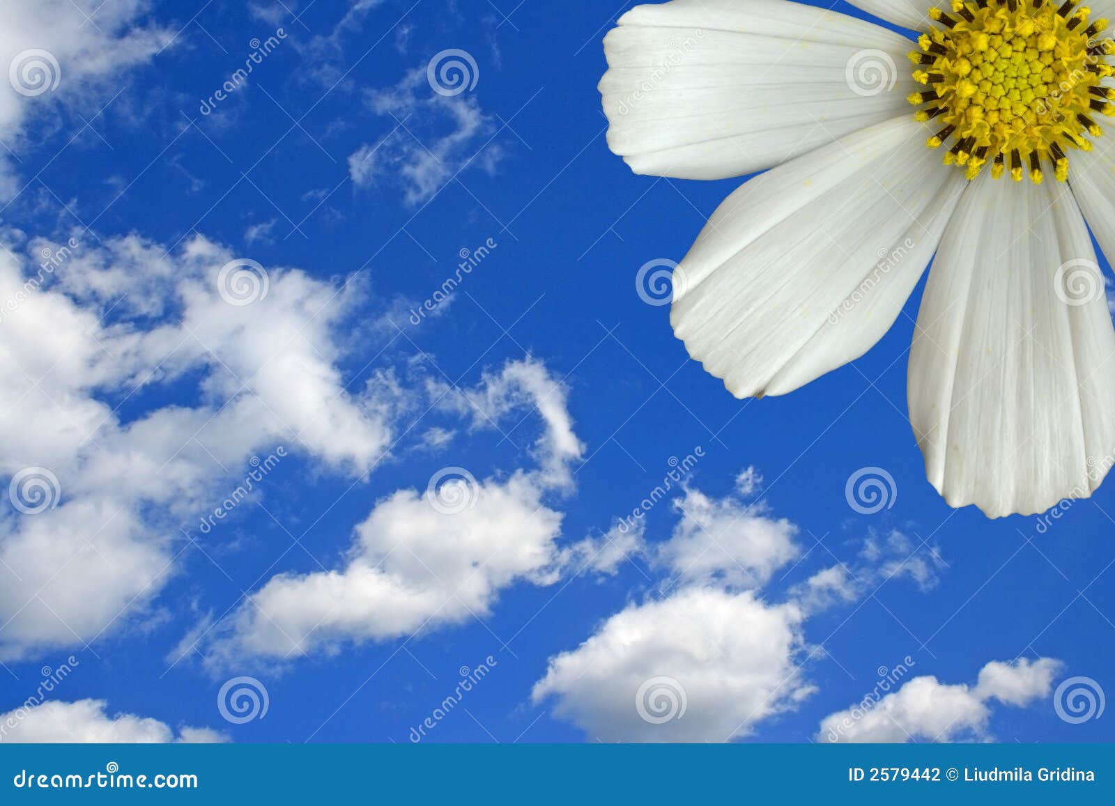 Sky flower stock photo. Image of flora, blue, botany, daisy - 2579442