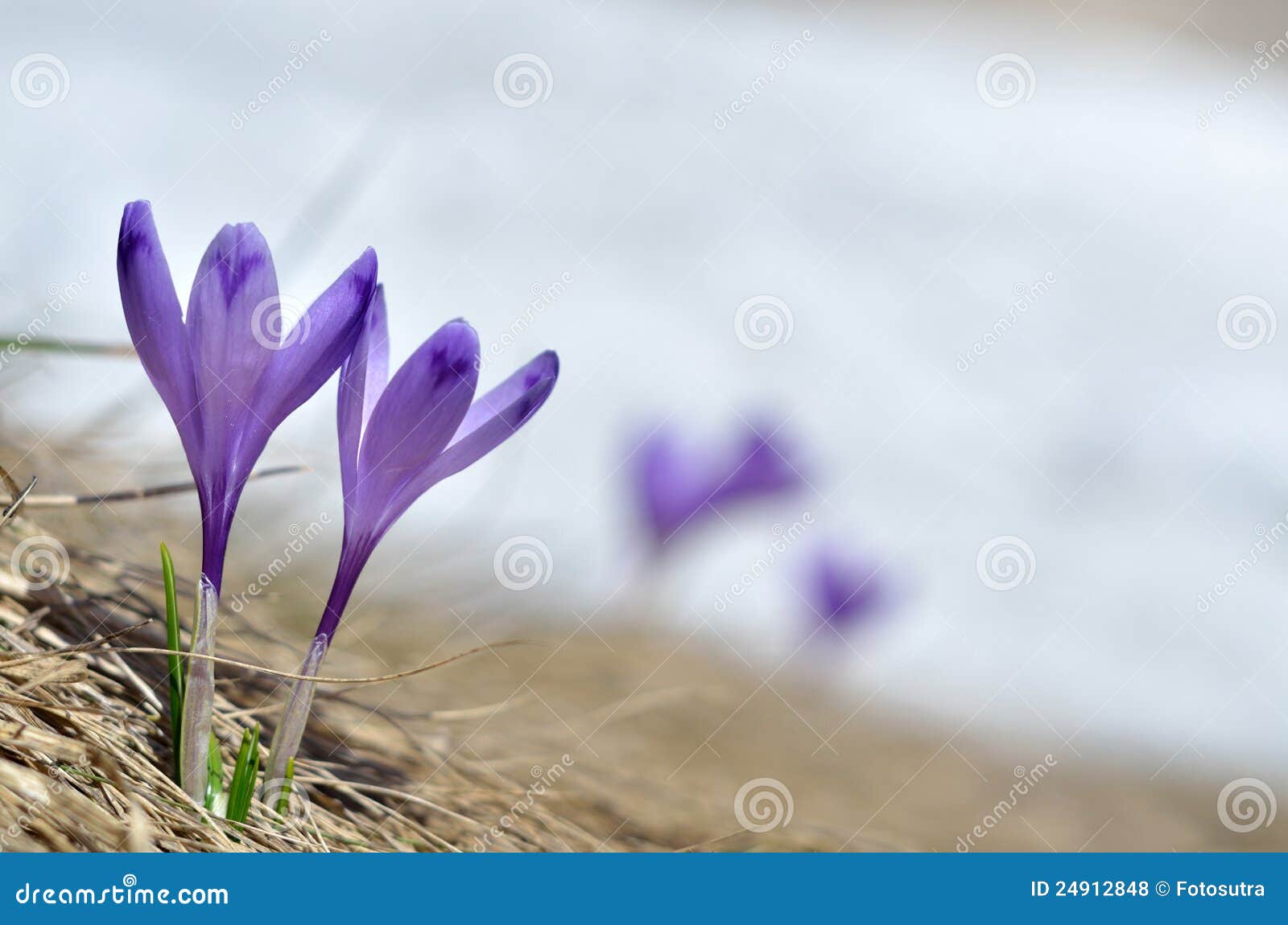 Sky Flower, Crocus, Grass and Snow Stock Photo - Image of life, pistil ...
