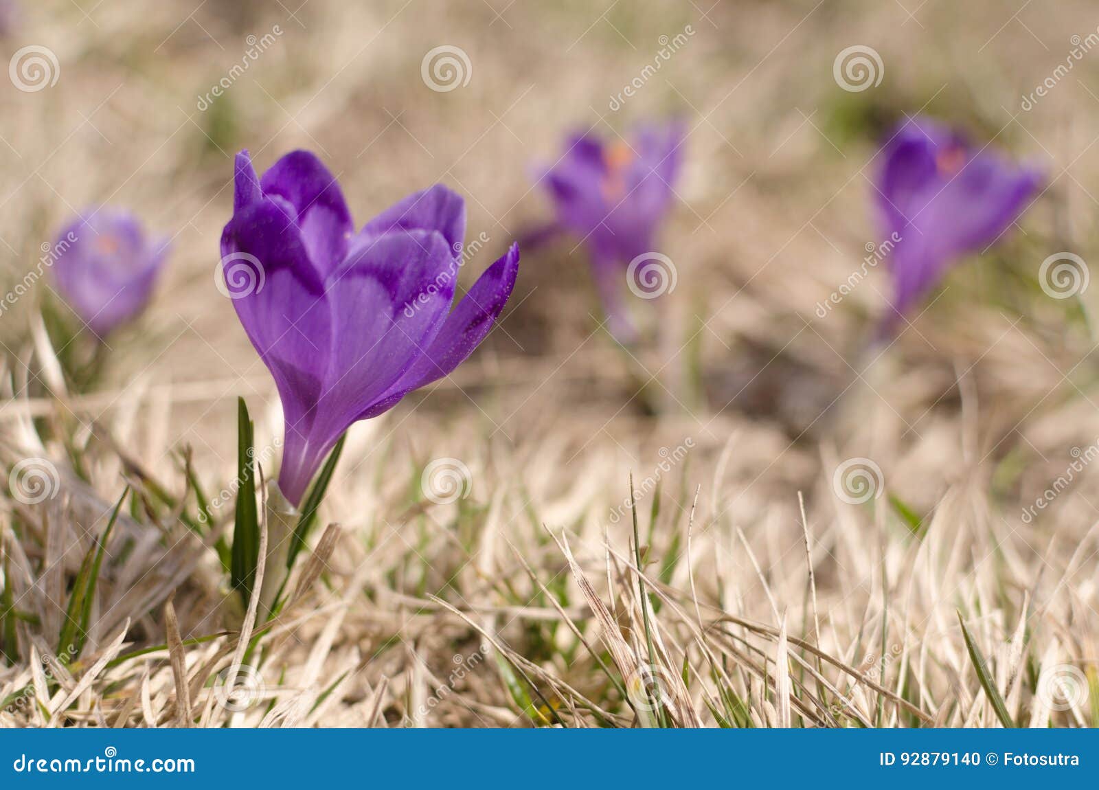 Sky flower, crocus, grass stock photo. Image of closeup - 92879140