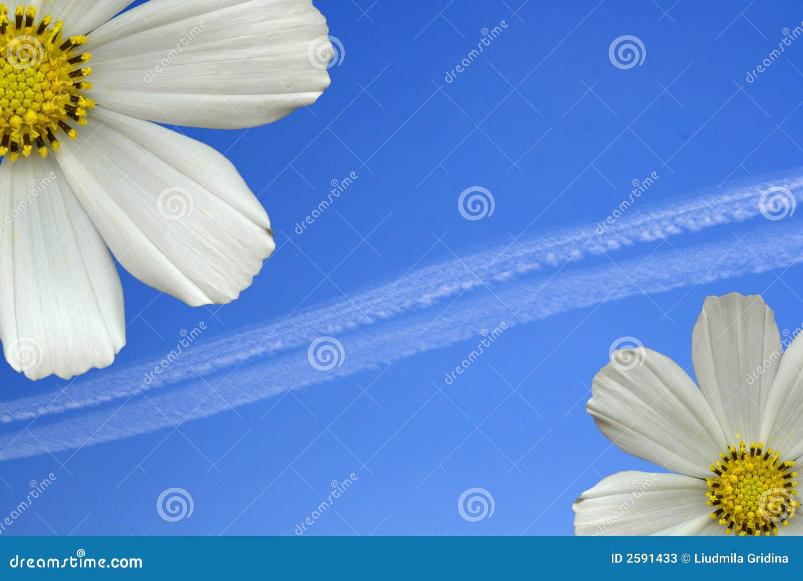 Sky flowers stock image. Image of blue, beautiful, flora - 2591433