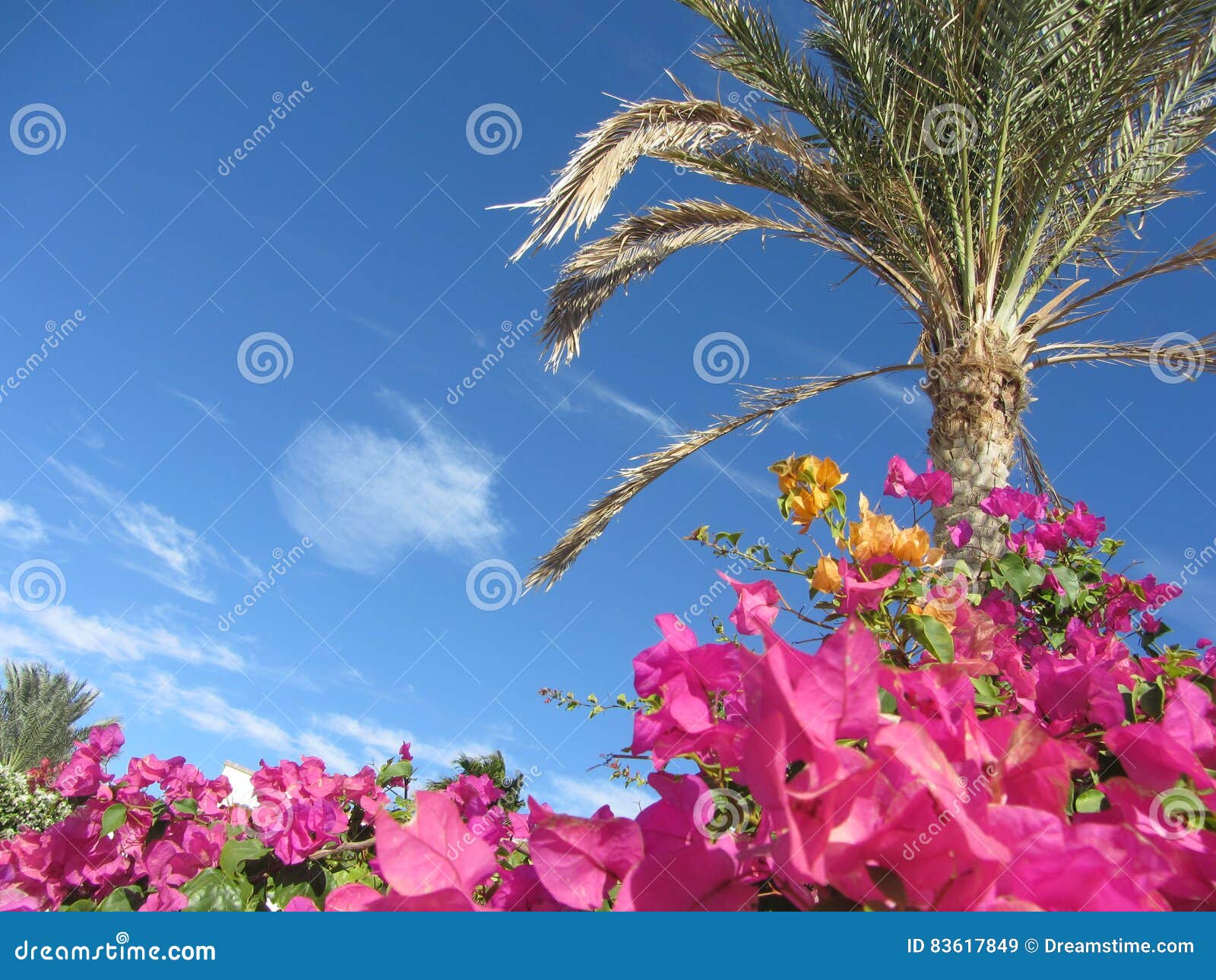 Sky, flowers and Palma stock image. Image of landmark - 83617849