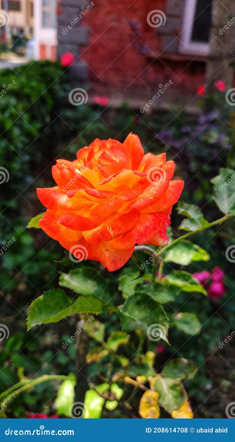 When sky focus on rose stock photo. Image of bouquet - 208614708