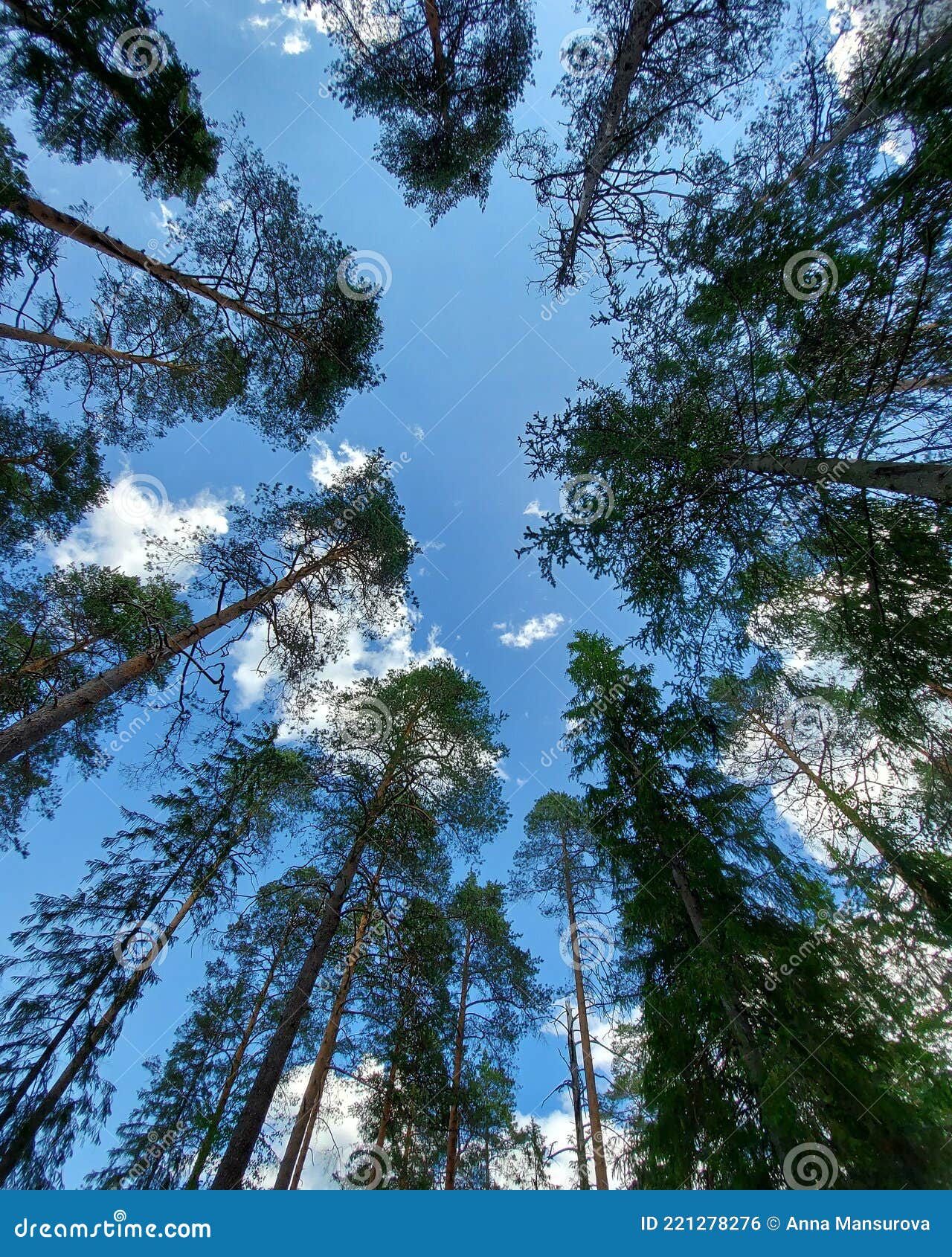 Sky in the forest stock photo. Image of green, jungle - 221278276