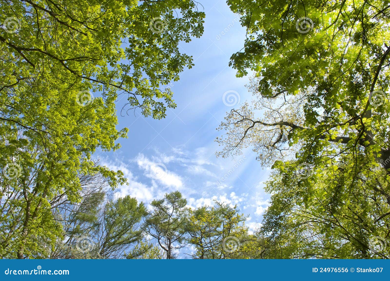 Sky In The Forest Royalty Free Stock Image - Image: 24976556