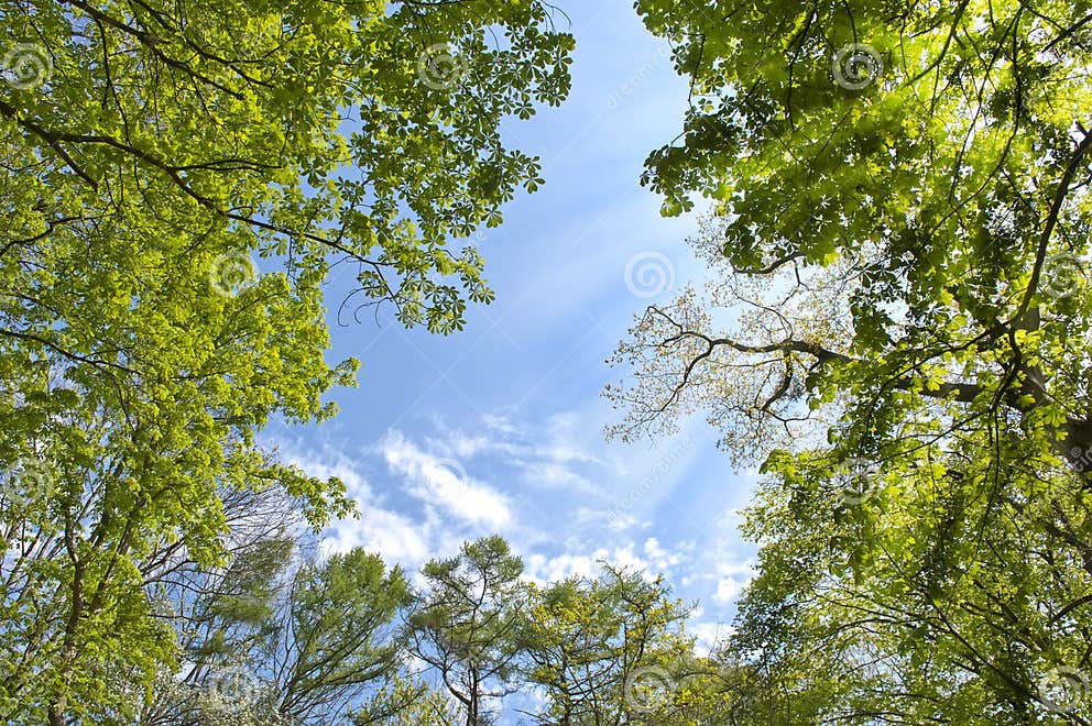 Sky in the forest stock photo. Image of bright, beams - 24976556