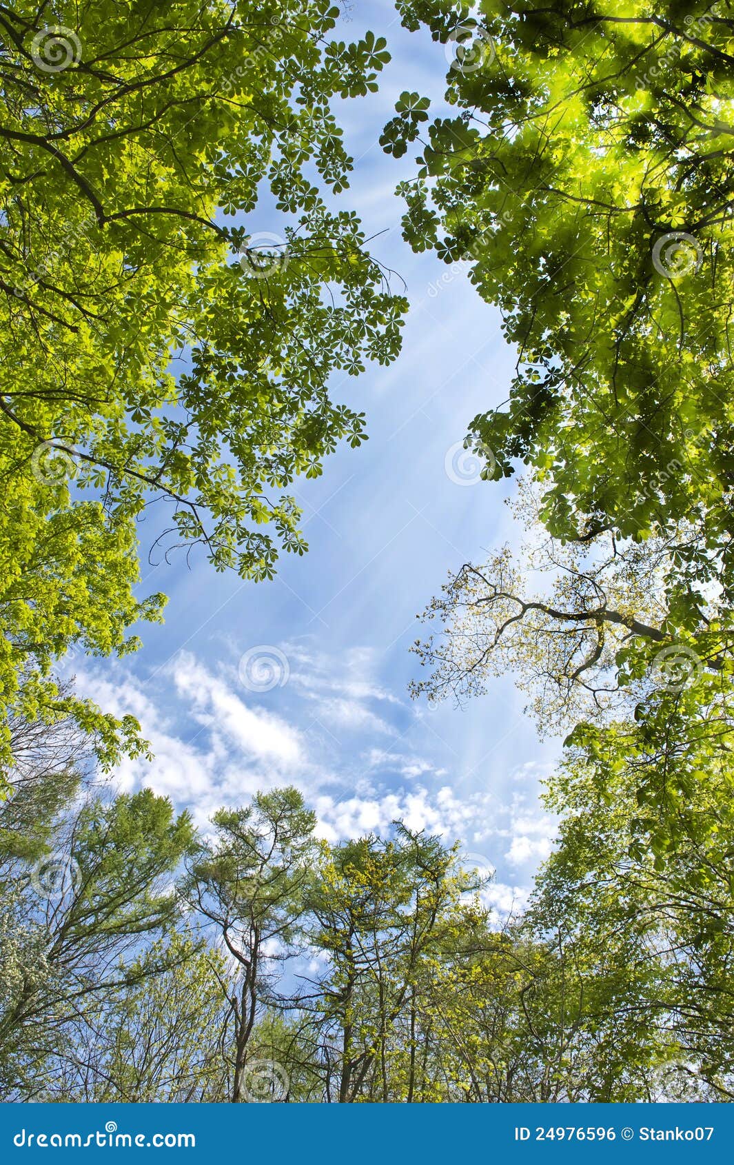 Sky in the forest stock photo. Image of awake, fresh - 24976596
