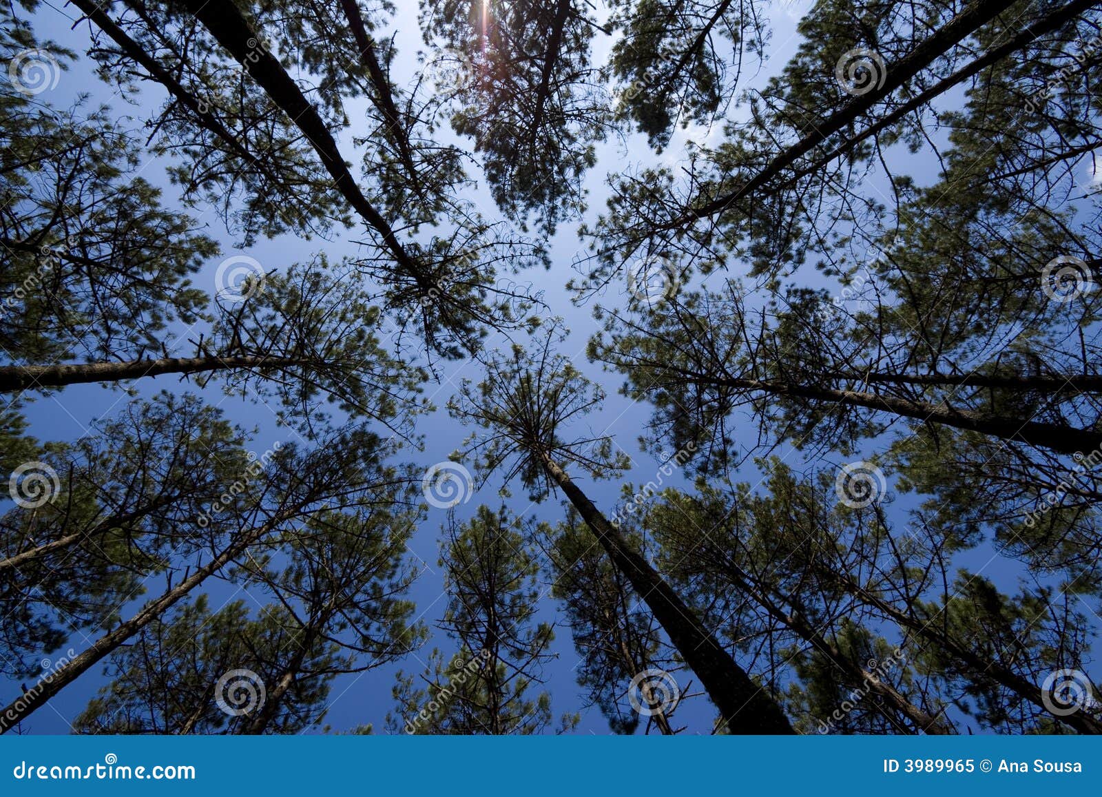 Sky in forest stock image. Image of state, forest, sunny - 3989965