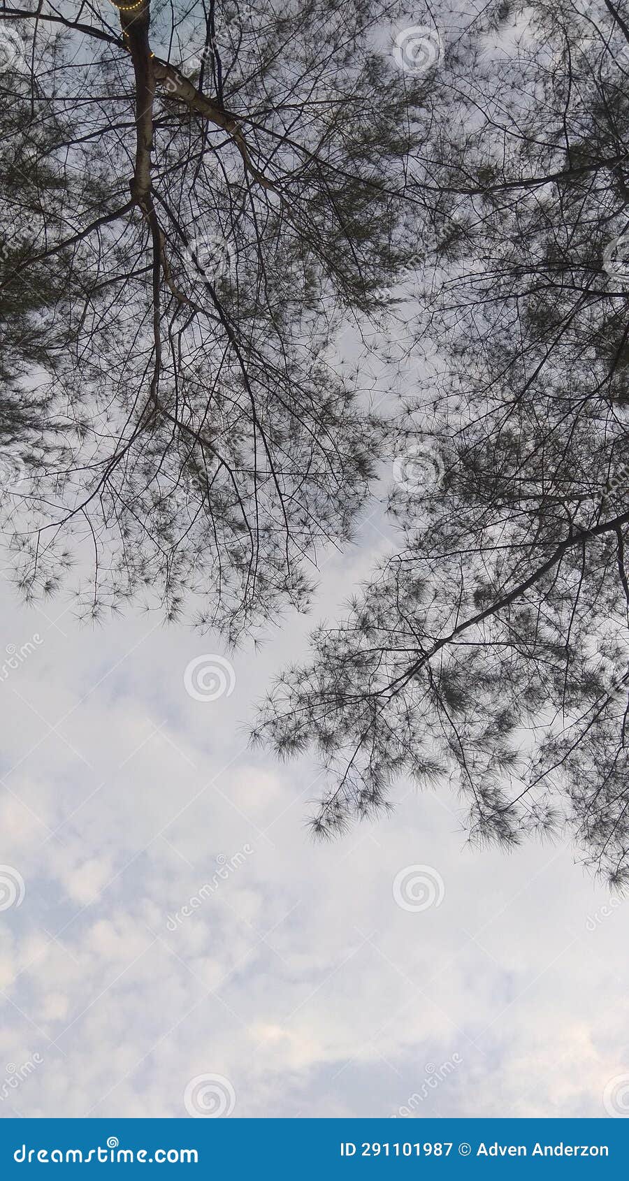 Sky Forest Trees Wallpaper Cloudy Weather Stock Image - Image of cloudy ...