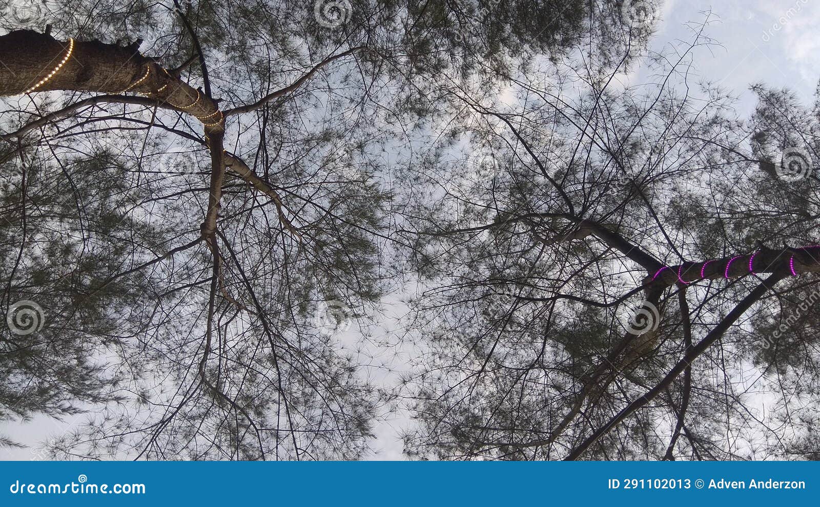 Sky Forest Trees Wallpaper Cloudy Weather Stock Image - Image of trees ...