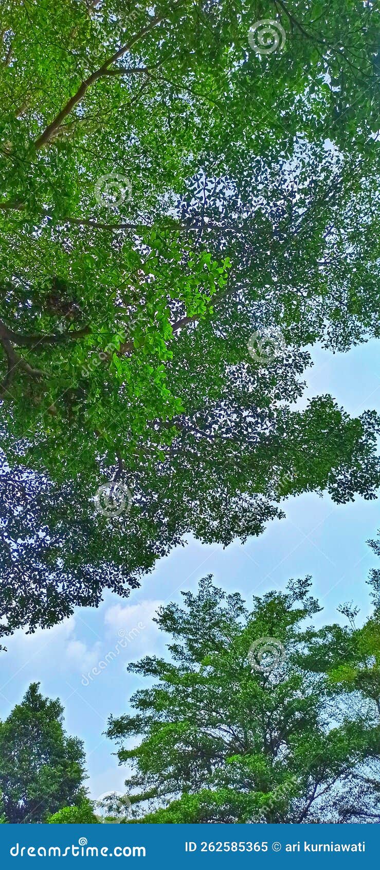 Sky full of tree stock image. Image of blossom, autumn - 262585365