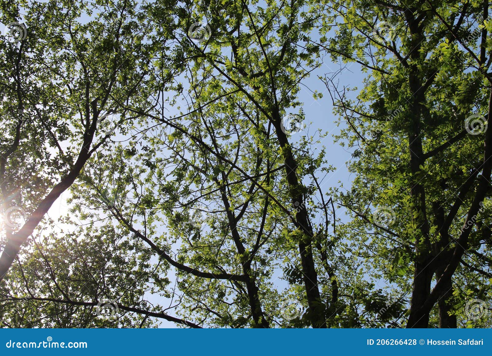 The Sky is Full of Tree Branches Stock Photo - Image of travel, seasons ...