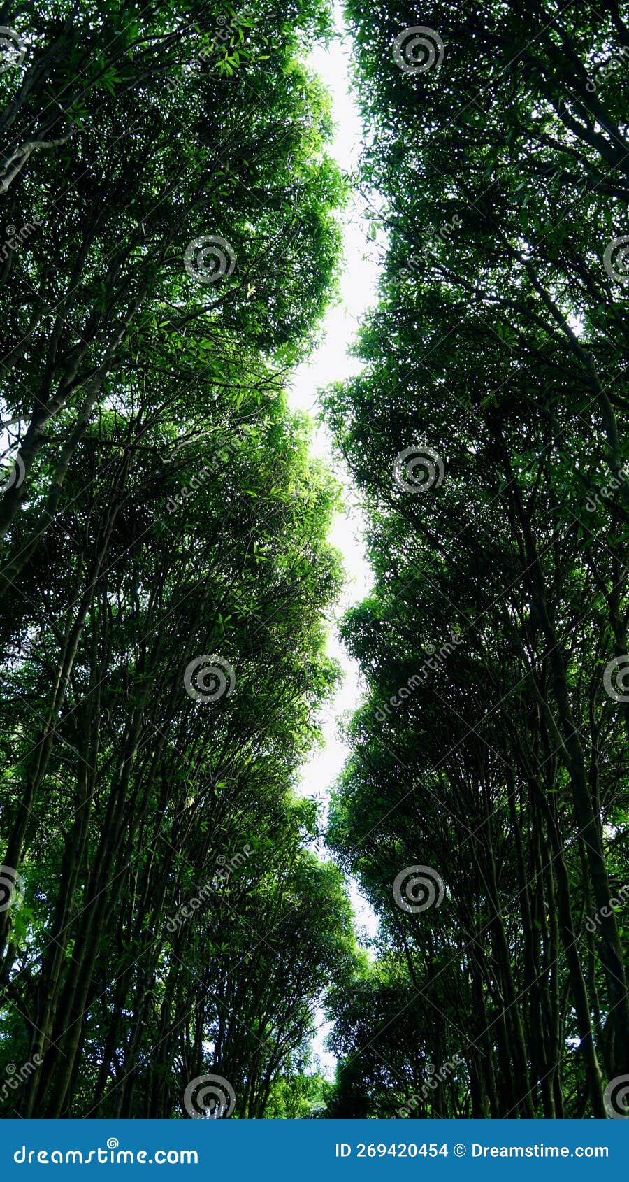 Sky Gaps in the trees stock photo. Image of flower, deciduous - 269420454