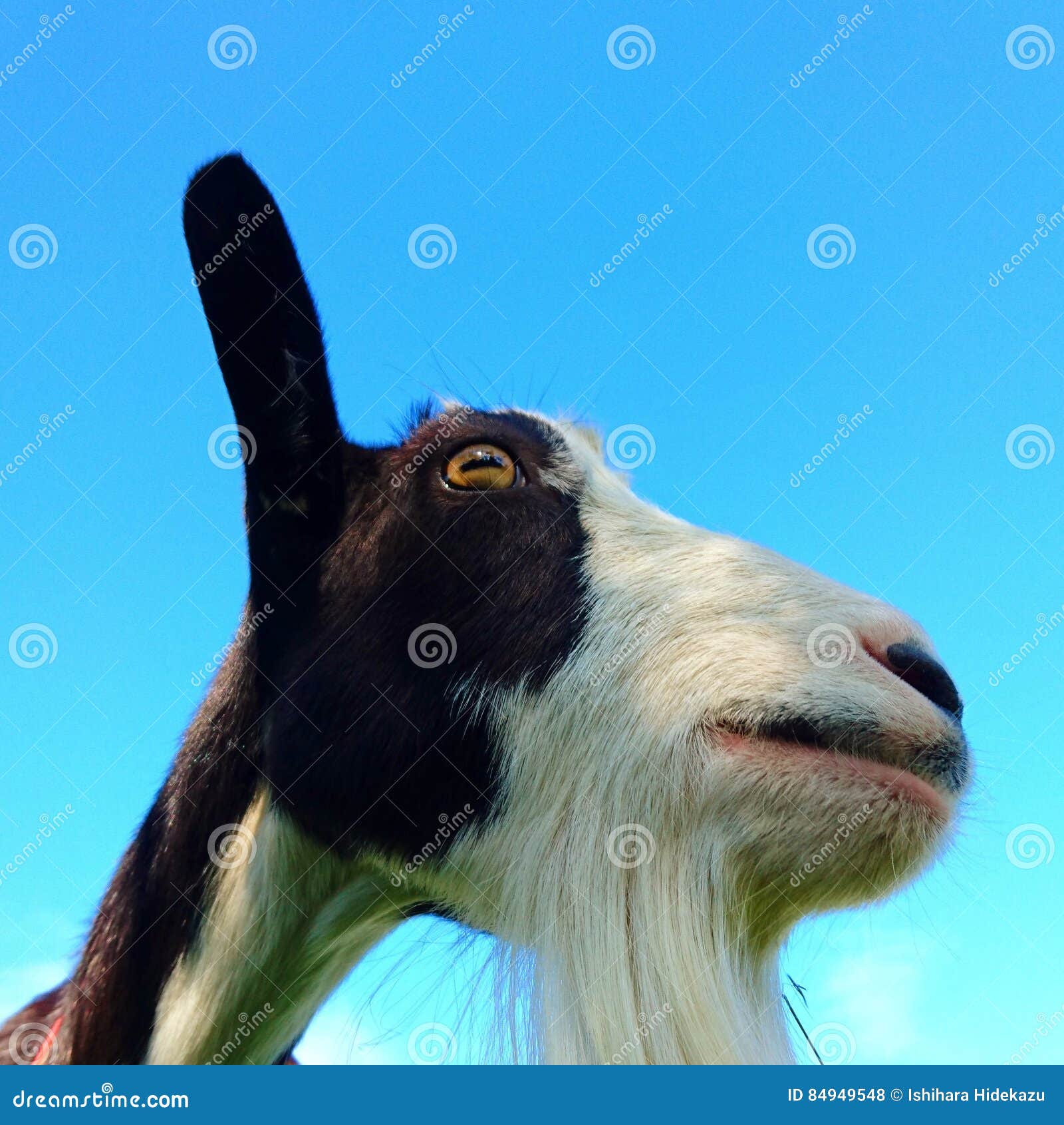 Sky goat stock photo. Image of goat, looking, comfortable - 84949548