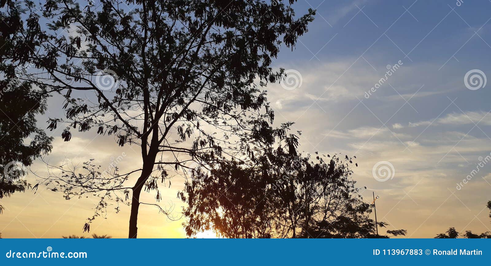 Sky good morning stock image. Image of tree, good, morning - 113967883