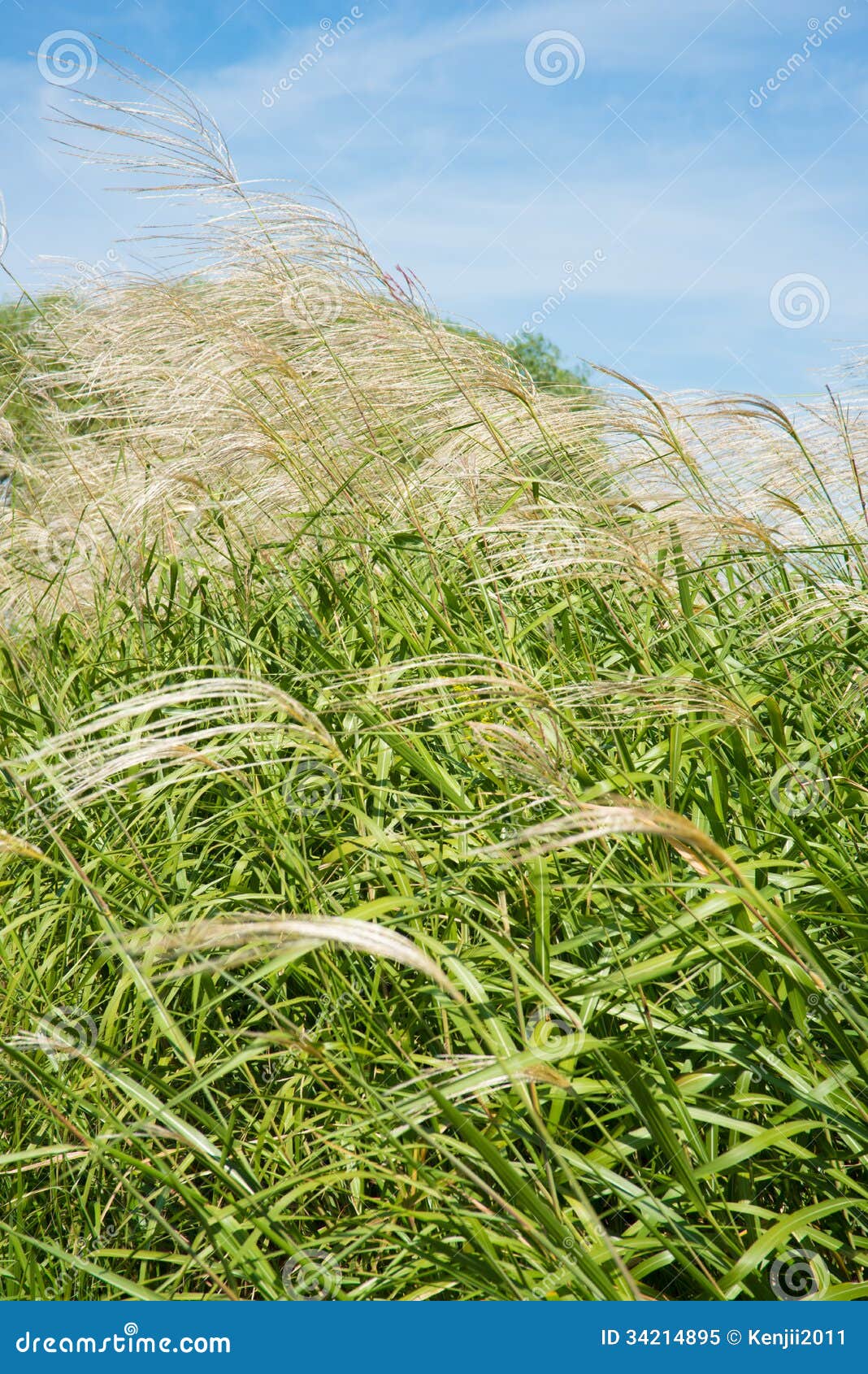 Sky and grass in autumn stock image. Image of meadow - 34214895