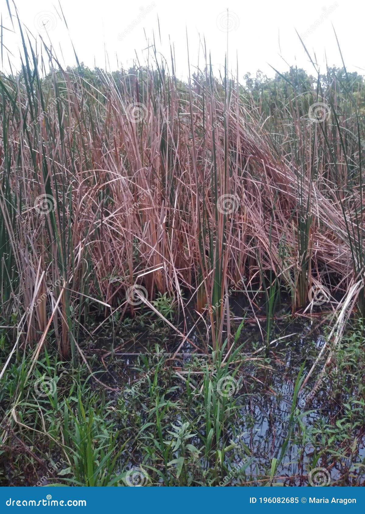 Sky Grass Cattails Water Trees Stock Image - Image of tree, water ...