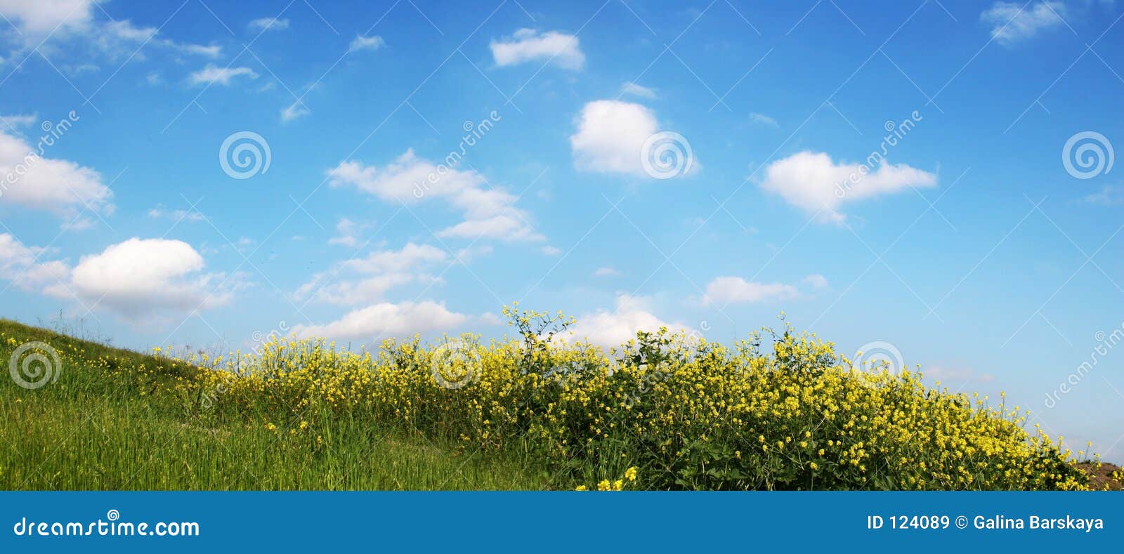 Sky and Grass - wide view stock image. Image of country - 124089
