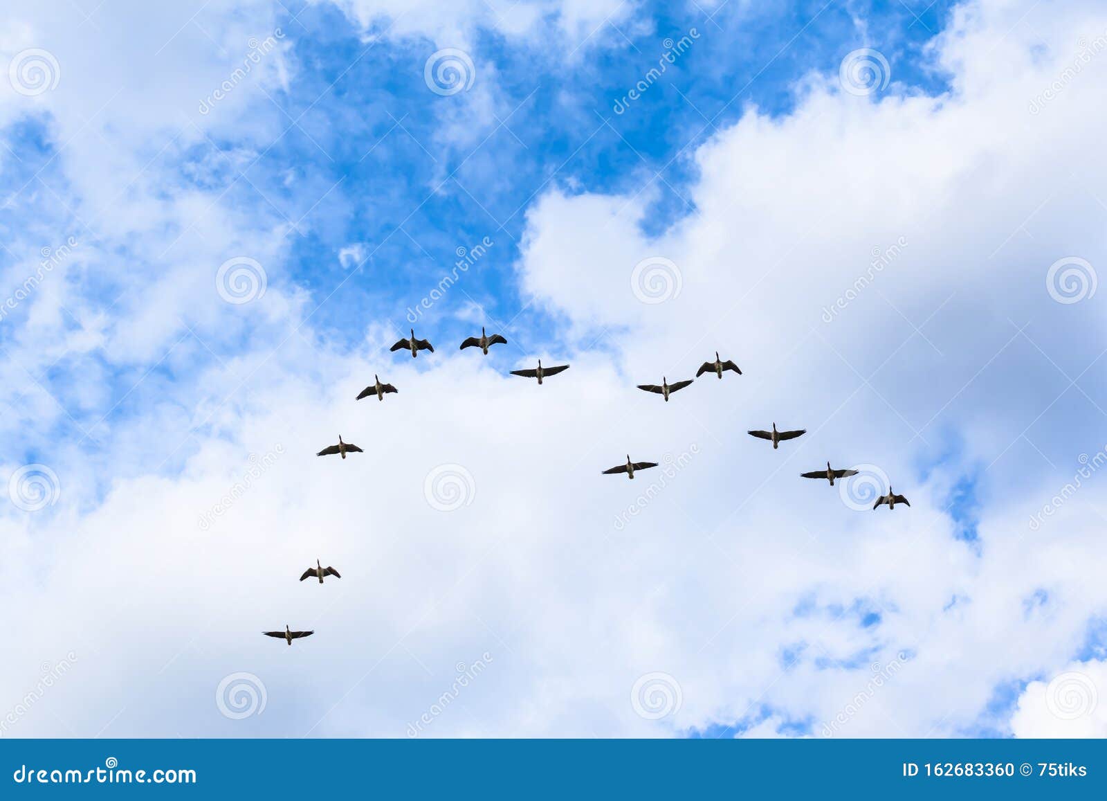 Sky High Flight of Birds stock photo. Image of letter - 162683360