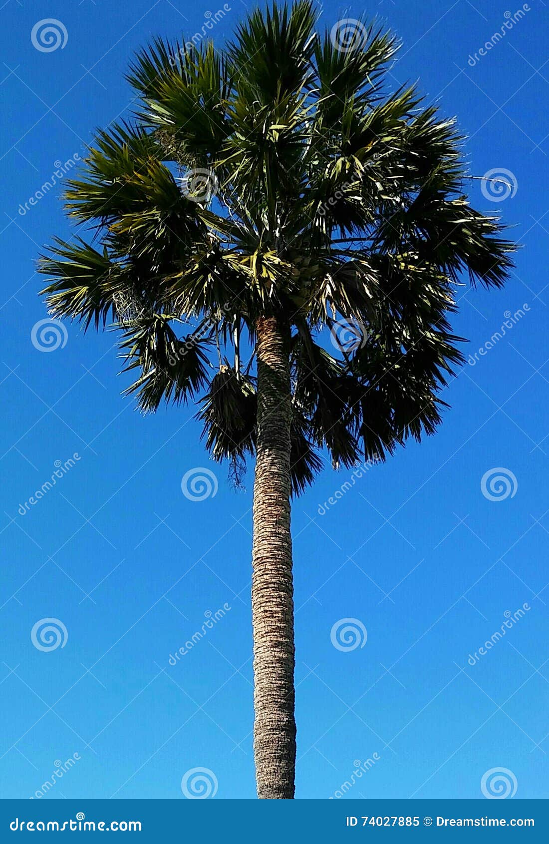 Sky High Palm Tree stock image. Image of palm, high, tree - 74027885