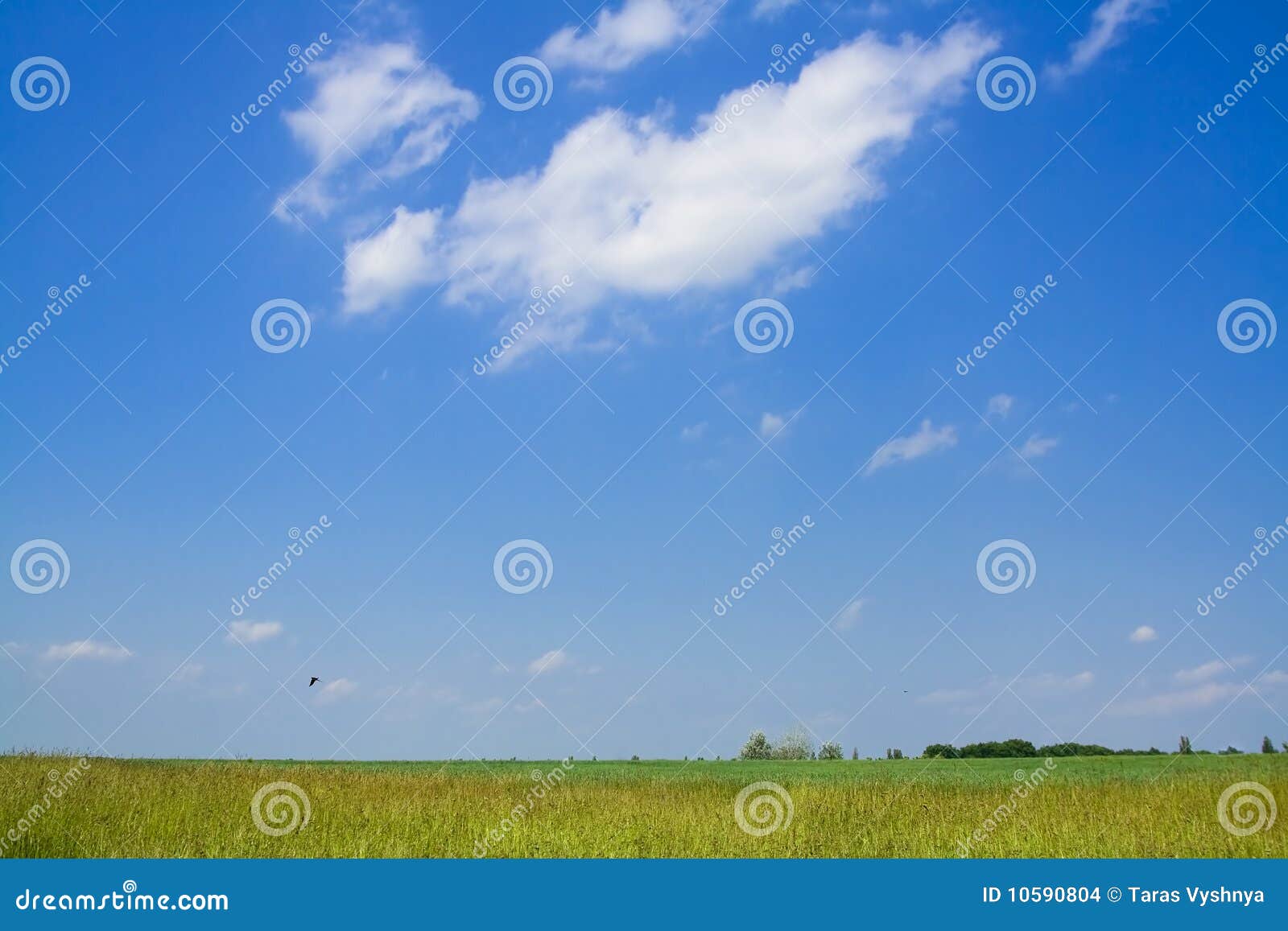 Sky horizon field stock photo. Image of bird, cultivated - 10590804