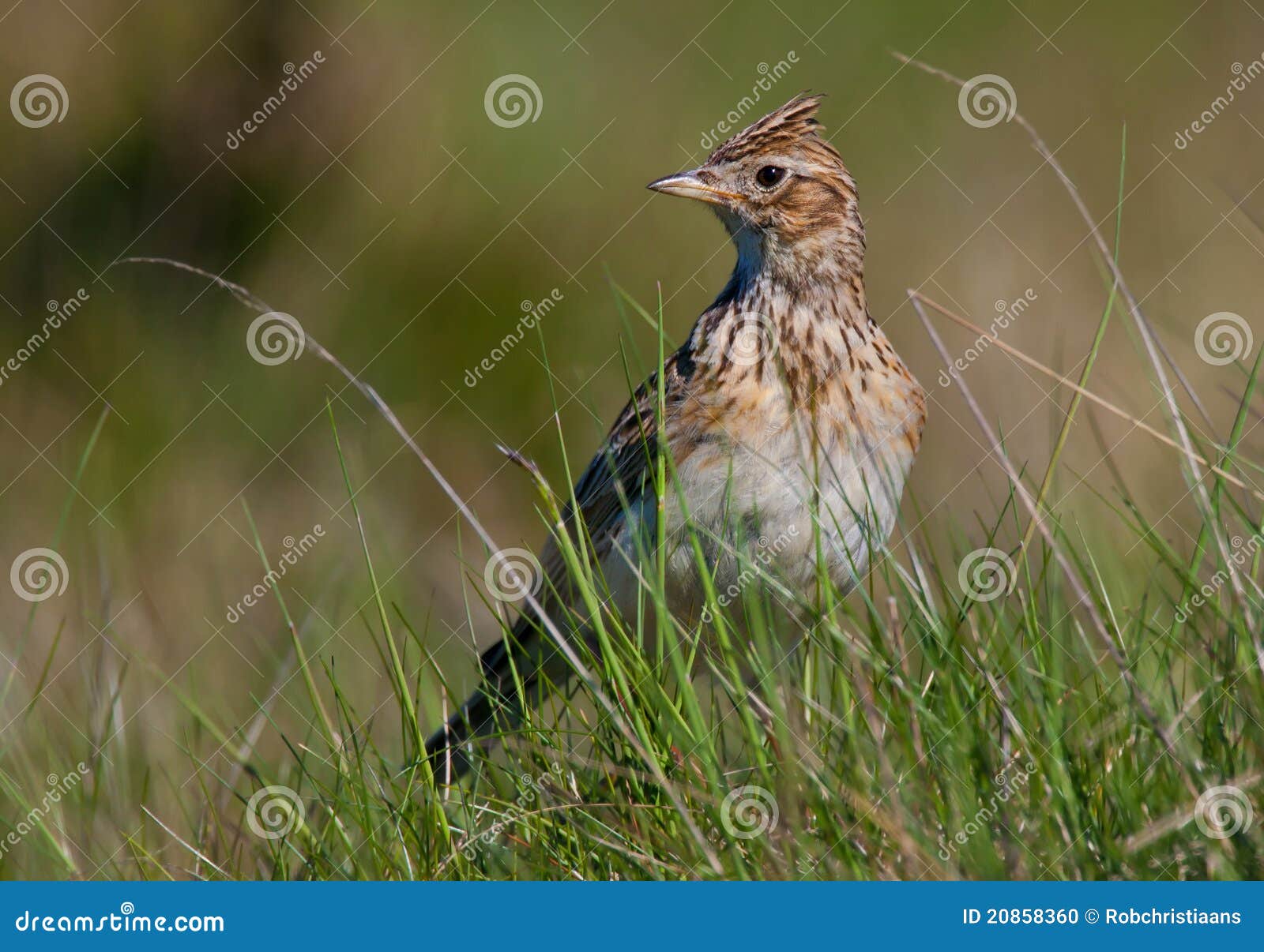 Sky Lark stock photo. Image of wild, lawn, hillock, fauna - 20858360