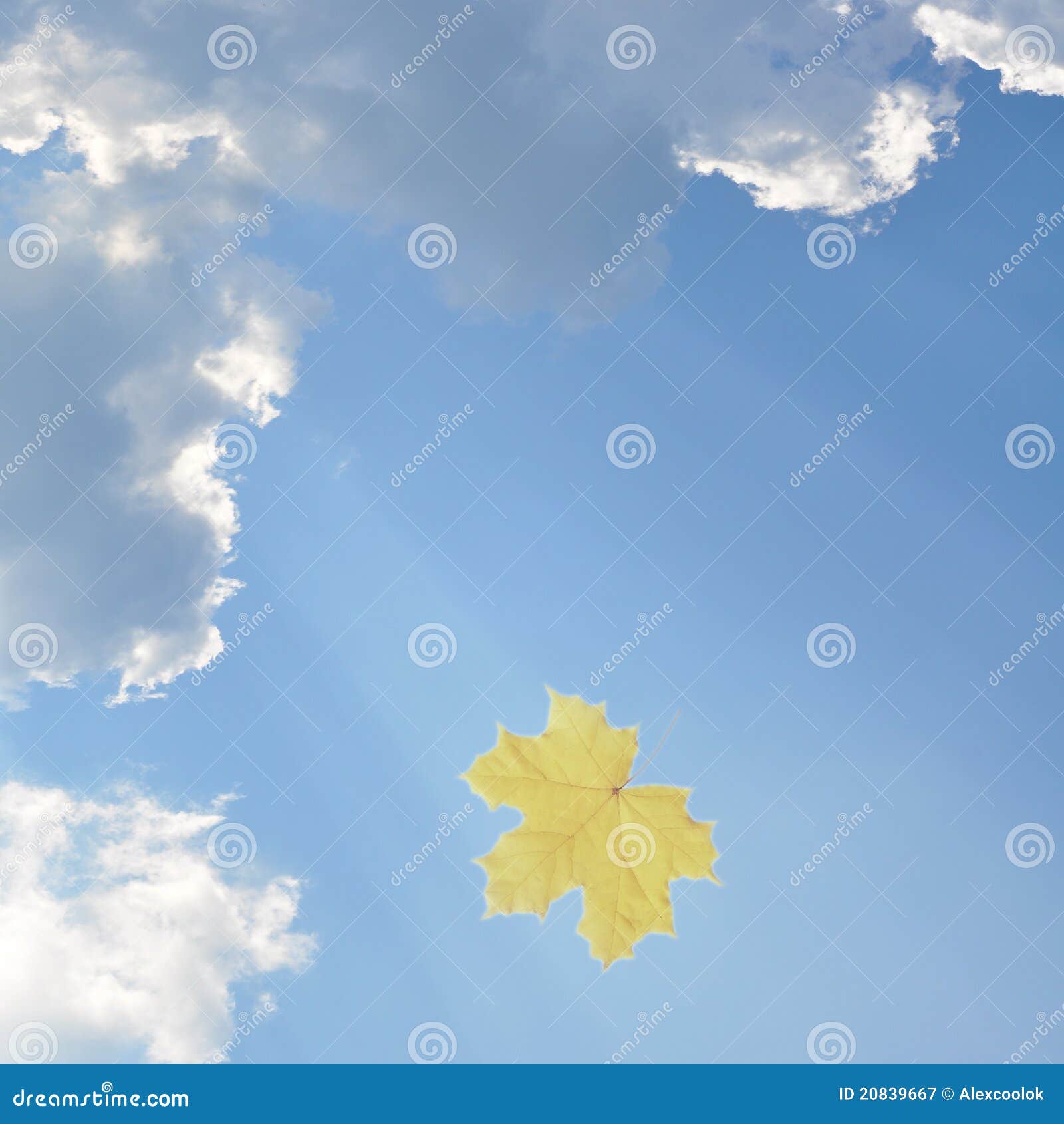 Sky and leaf stock image. Image of outdoor, floral, flying - 20839667