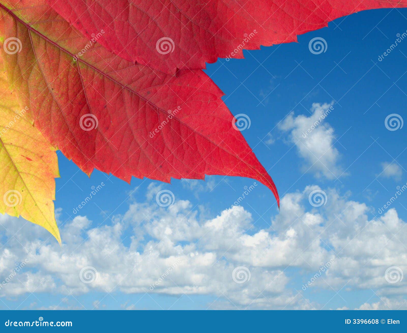 Sky and leaf stock photo. Image of orange, path, trees - 3396608