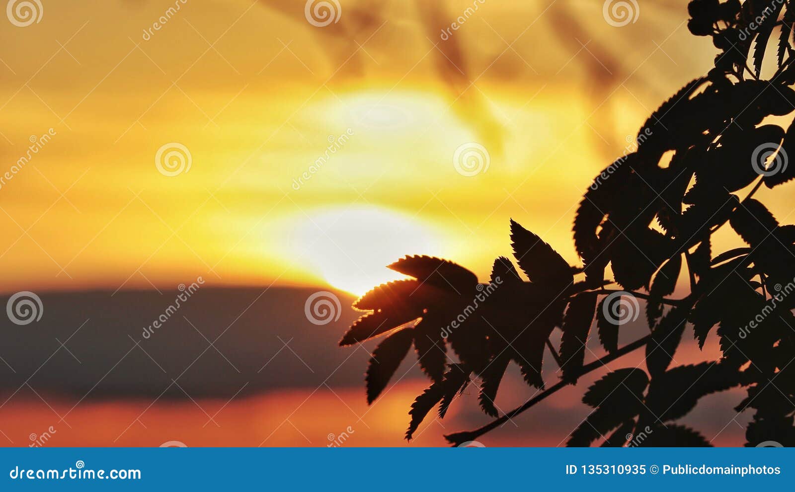 Sky, Leaf, Sunrise, Sunset Picture. Image: 135310935
