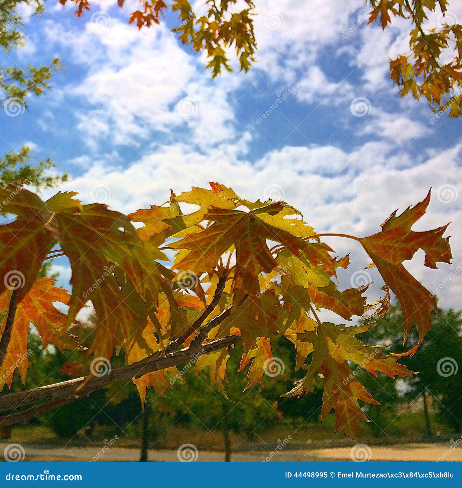 Sky and leave stock image. Image of hues, boarder, branches - 44498995