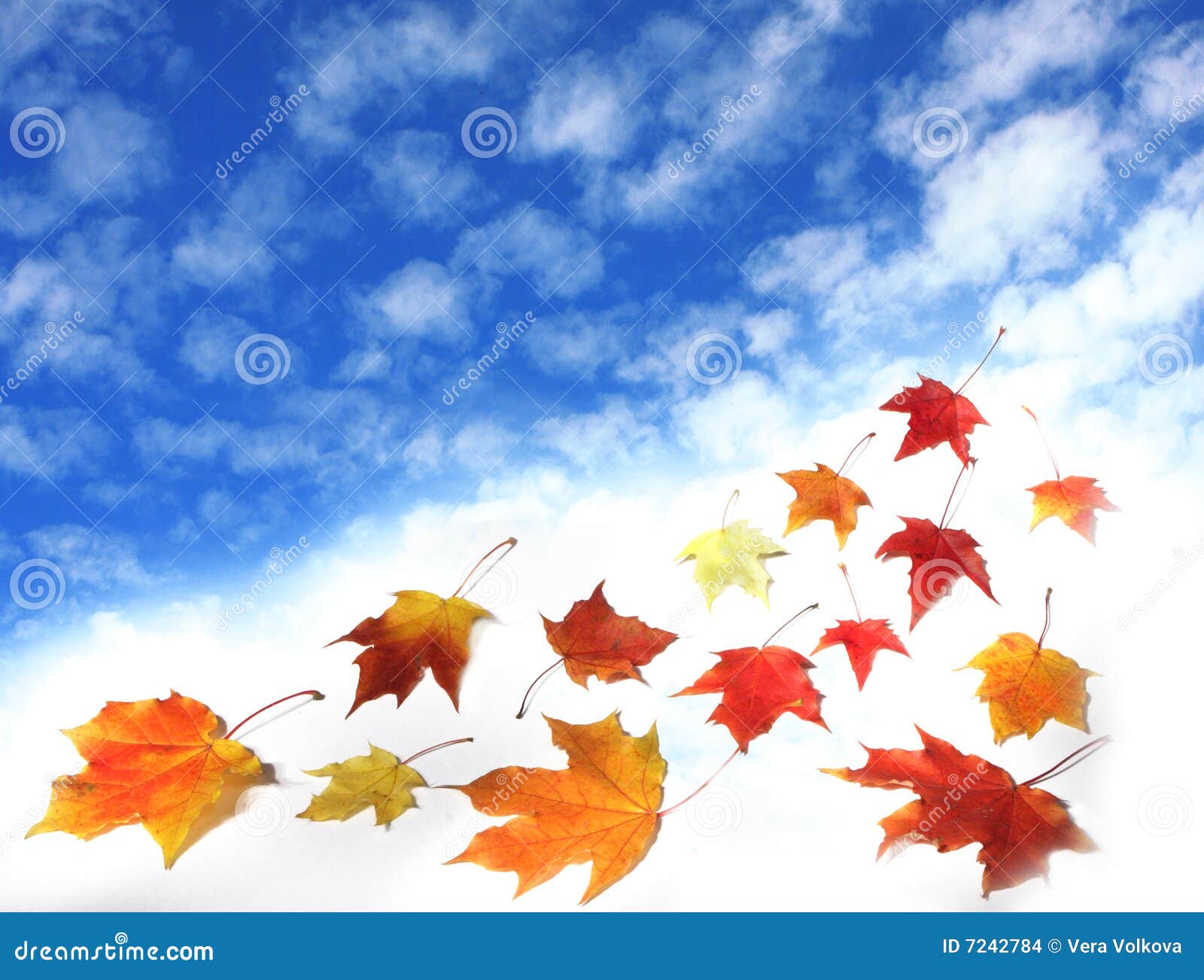 Sky and leaves stock photo. Image of color, november, leaves - 7242784