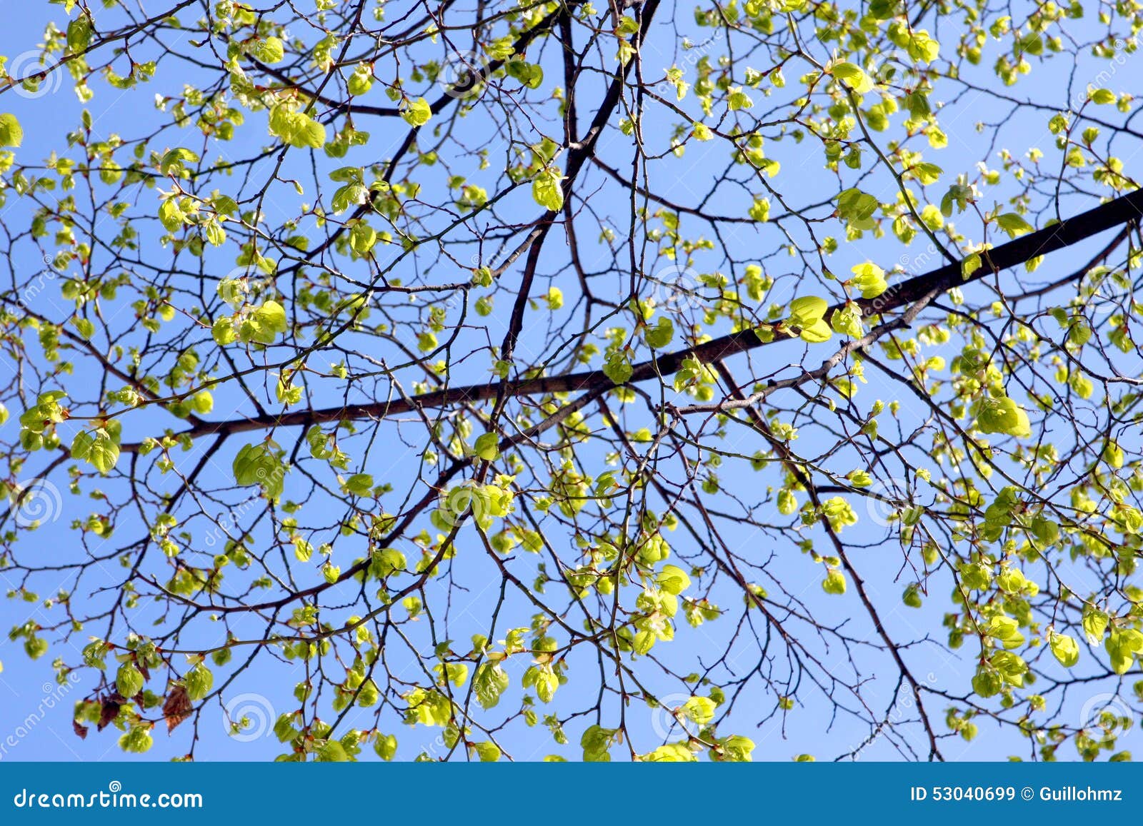 Sky and Leaves stock image. Image of blue, leaves, paris - 53040699