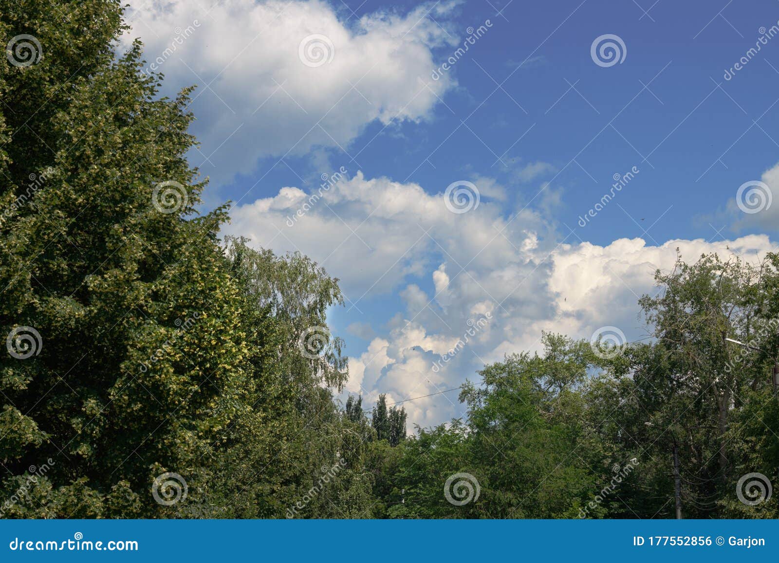 Sky through the Leaves of Trees Stock Photo - Image of landscape ...