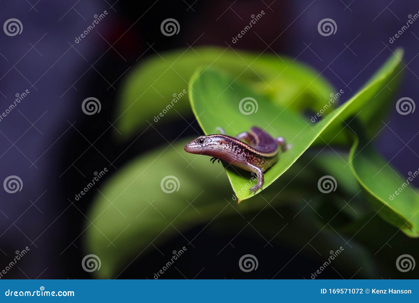 Sky Lizard Above the Leaves. Wild Creeping Things Smooth and Shiny ...