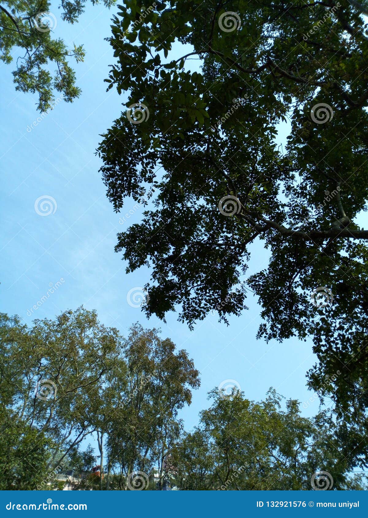 Sky seeing between tree stock photo. Image of looking - 132921576