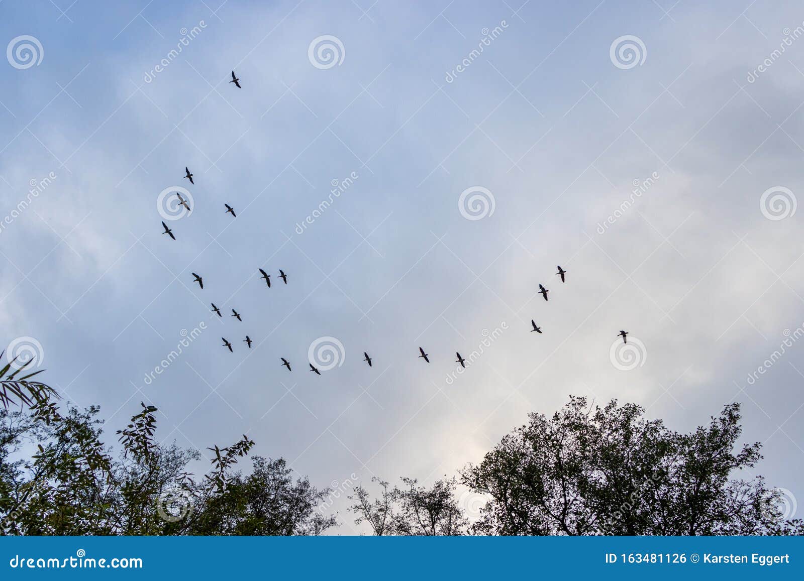 In the Sky Many Wild Geese Fly in Formation Stock Photo - Image of blue ...