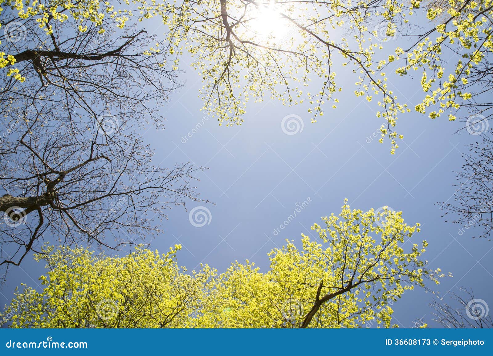 Sky and Maple Trees stock image. Image of background - 36608173