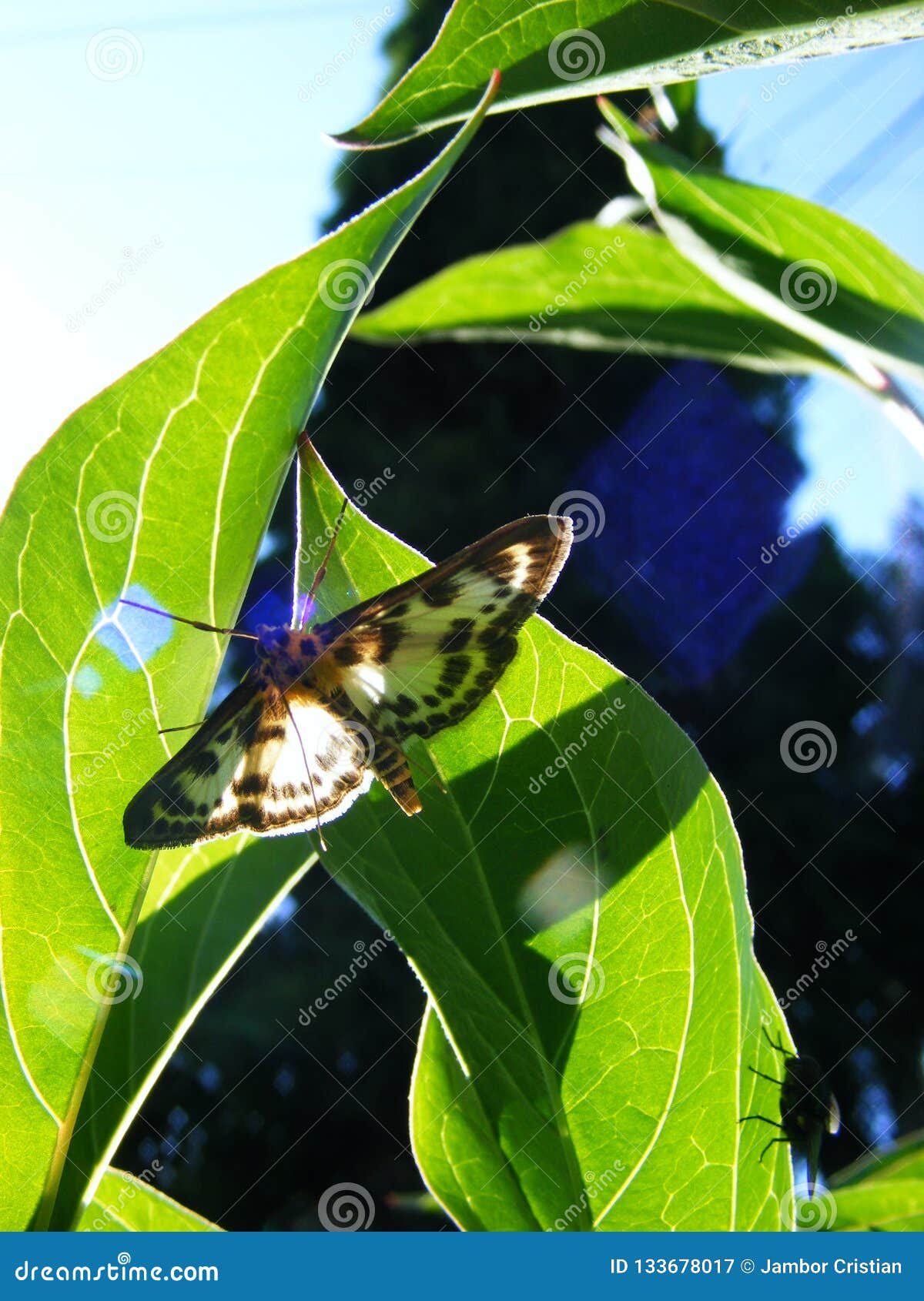 Sky moth stock image. Image of sunshine, moth, nature - 133678017